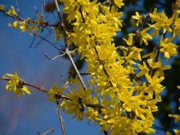 La strate arbustive et buissonnante - ADPF